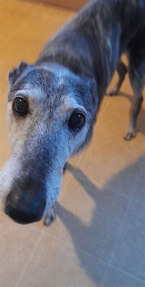 Low Intelligence Specimen Rdogpictures