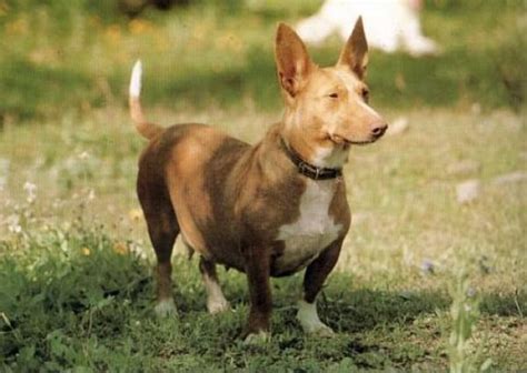 Podenco Andaluz Maneto Características Carácter Y Cuidados Con Fotos