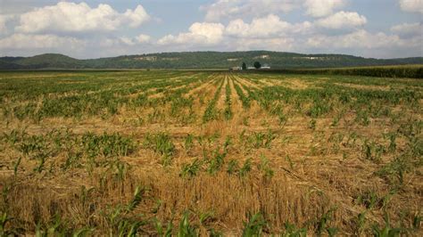 Observations In Agriculture Double Crop Milo