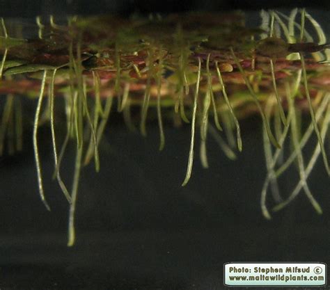 Lemna Minor Common Duckweed The Online Flora Of The Maltese Islands