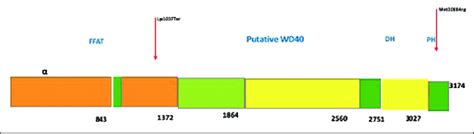 Schematic Representation Of The Domains Of Vps13a Adapted From Kumar Et Download Scientific