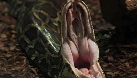 In Indonesia A Woman Went To The Market And Disappeared She Was Found In The Belly Of A Giant