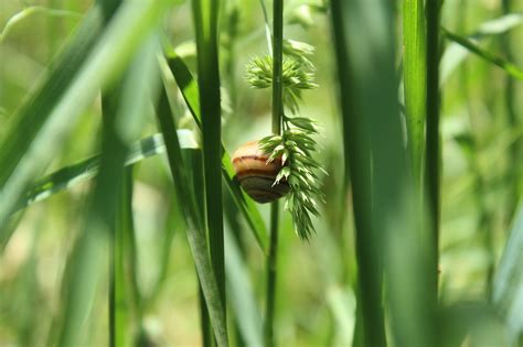 Grass Snail Free Photo On Pixabay Pixabay