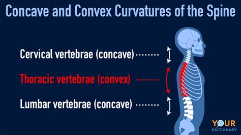 Lumbar Curvature Convex At Garrett Kirk Blog