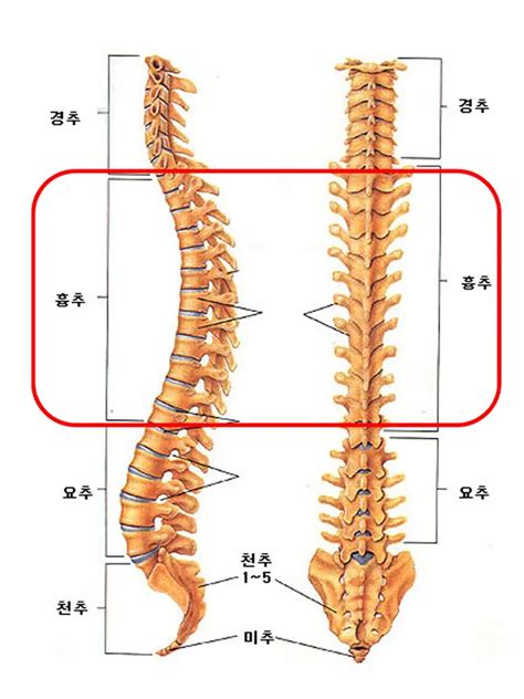 Масажно оборудване N6 Nuga Best България