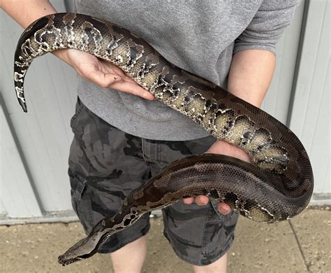 Black And Green Axolotl Plush Gm Axolplushblkgrn