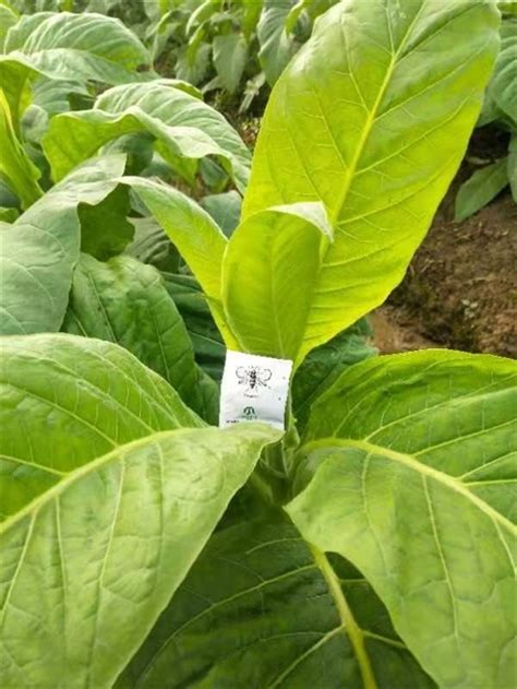 “蜂”助烟农 绿色防治显成效 行业资讯