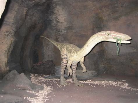 All About Coelophysis