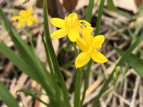 Wisconsin Wildflower Yellow Star Grass Hypoxis Hirsuta