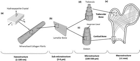 1 Diagram Of The Hierarchical Structure Of Bone Illustrating A B