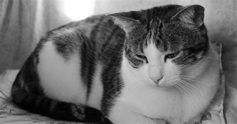 Criptosporidiosi Nel Gatto I Sintomi La Diagnosi E Tutte Le Cure