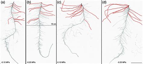 Winrhizo Scans Of Representative Fr697 A B And B73 C D Primary Download Scientific