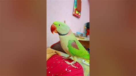 Goppi Talking Parrot Indian Parrot Ringneck Parrot Youtube