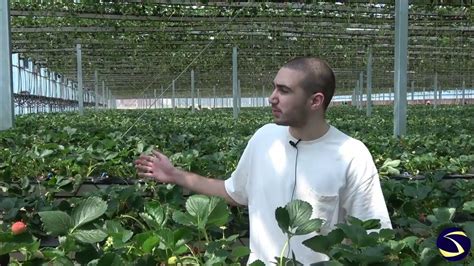 სოფელი ფერმა მარწყვის სათბური Youtube