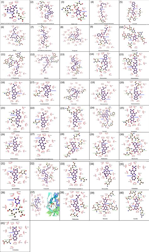 Induced Fit Docking Ifd Results Of Best Compounds With Human