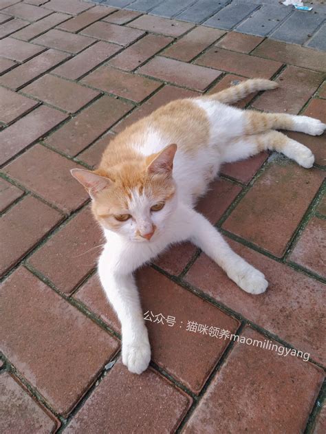 北京领养 小猫咪 2022071601 猫咪领养网
