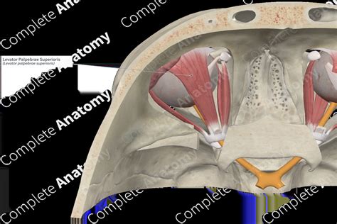 Levator Palpebrae Superioris Complete Anatomy