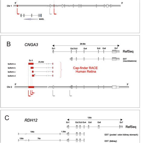 Schematic Gene Structure Of 3 Analysed Genes Schema Of The Refseq