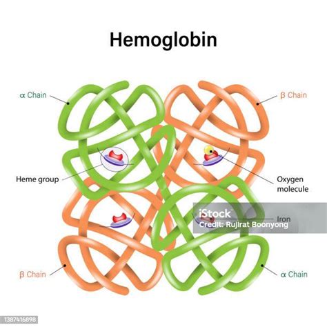 헤모글로빈 분자의 구조 적혈구의 단백질은 산소 를 운반하는 데 도움이됩니다 및 하위 단위 헴 그룹 론 원자 및 산소 분자