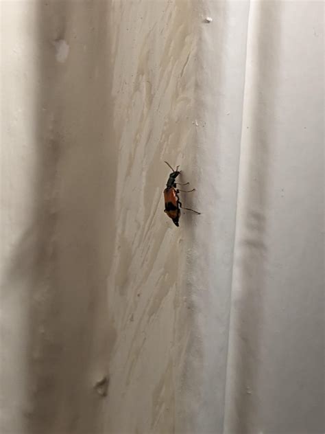 5mm Ish Orange And Black Bug Crawling On My Wall In Pennsylvania R Whatsthisbug