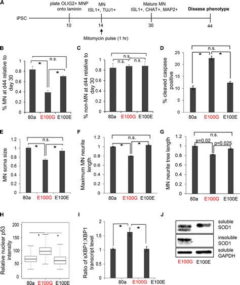 Modeling Als In Vitro Using Ipsc Derived Mns A Schematic Depicting