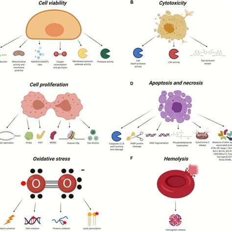 Image Illustrating The Cell Development Showing A Normal Cell Growth Download Scientific