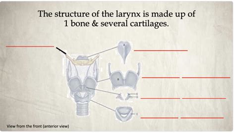 Speech Science Exam 3 Diagram Quizlet