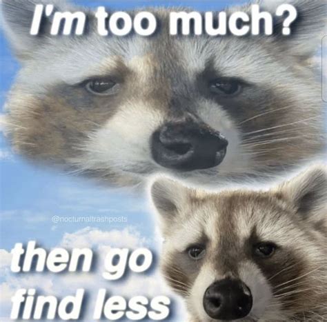 70 Raccoon Memes Ideas Raccoon Raccoon Funny Trash Panda