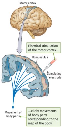 11 2 Motor System Organization Flashcards Quizlet