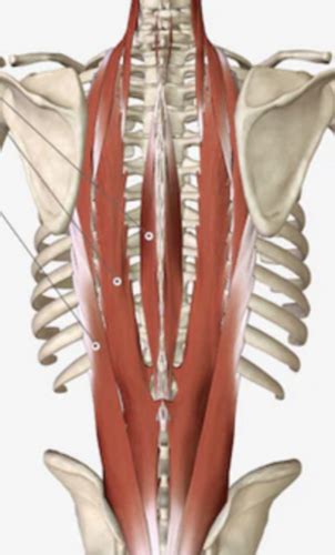 Msk 17 Spinal Muscles Flashcards Quizlet