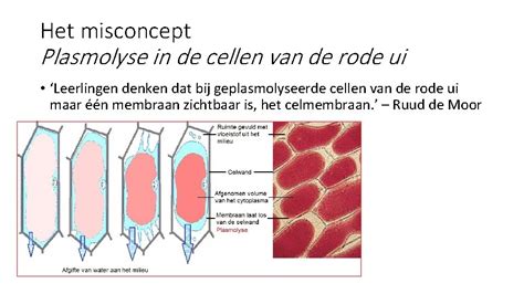 Plasmolyse Misconceptenles Bas Maura Wat Is Een Misconcept