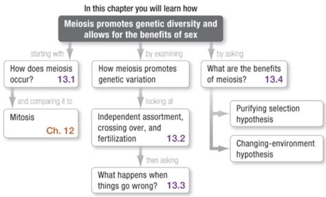 {bio 121} Chapter 13 Meiosis {for Exam} Flashcards Quizlet