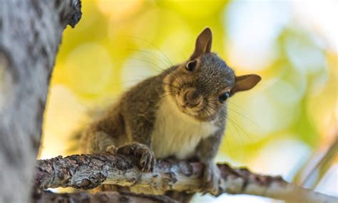 4 Ways To Protect Your Trees From Rodents And Deer StellaNonna