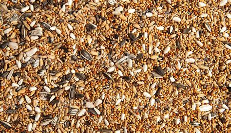 Bird Food Birders Bird Supply And T Store