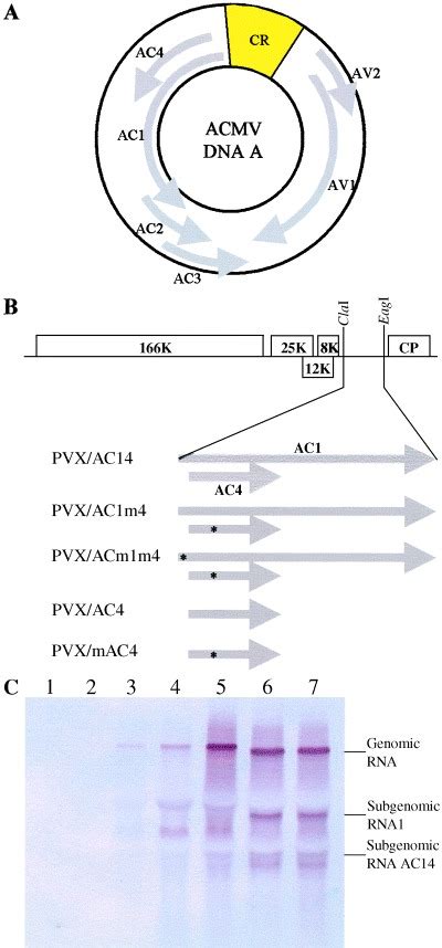 Expression Of ACMV Rep And AC From PVX Based Vectors A Genome Download Scientific Diagram