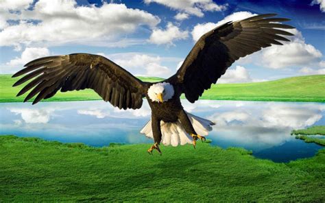 Flying Eagle Hd Desktop Wallpapers Wallpaper Cave