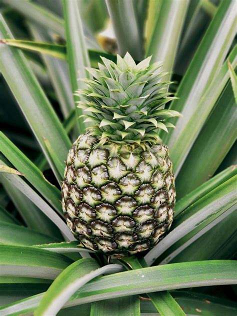 Pt Agro Prima Sejahtera Frui Gaharu