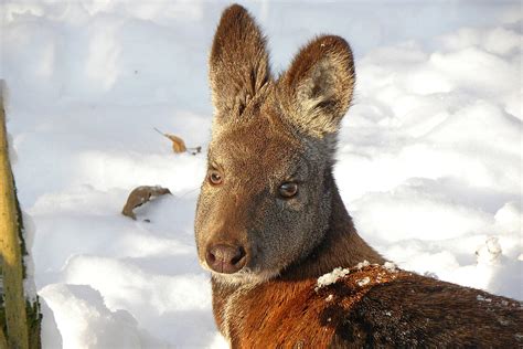 Siberian Musk Deers Meet Them At Zoo Leipzig