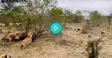 Hyenas Steal Lionesss Kill Lion No Appreciate Album On Imgur