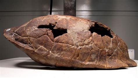 Astonishing Discovery Massive Turtle Fossil Comparable In Size To A