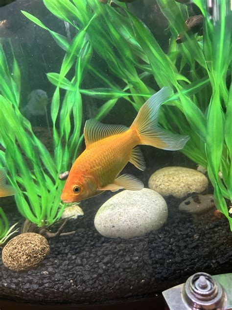 Can Anyone Sex My Fair Goldfish Rgoldfish