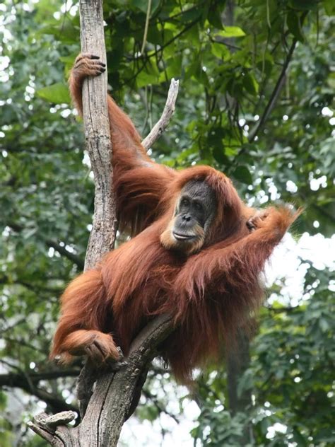 Mengenal Lebih Dekat Satwa Langka Orangutan Di Indonesia Sumatera Hijau Lestari