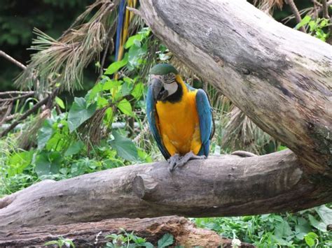 Free Images Tree Nature Branch Bird Wildlife Zoo Log Jungle