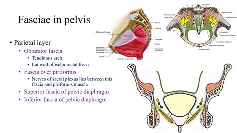 Ischio Rectal Fossa Pdf