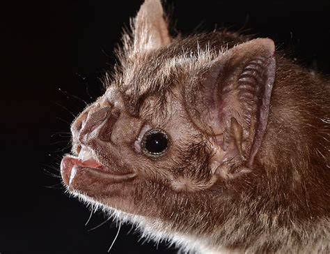 Vampire Bat Evolution At Kathleen Campion Blog