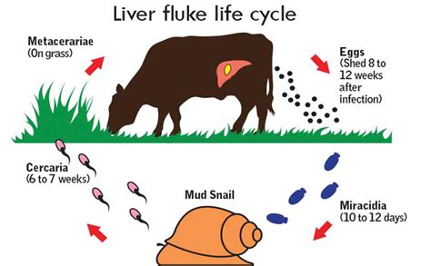 Liver Flukes In Cattle Symptoms And Treatment Canadian Cattlemen