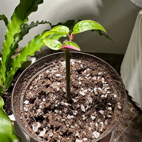 Alternanthera Little Ruby Plant Care Water Light Nutrients Greg