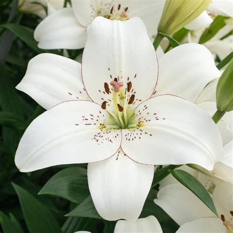 Meaning Of White Lily Flower Best Flower Site
