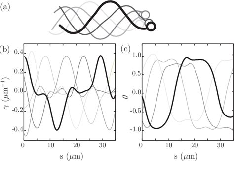 Figure 1 From Optimal Kinematics And Morphologies For Spermatozoa Semantic Scholar