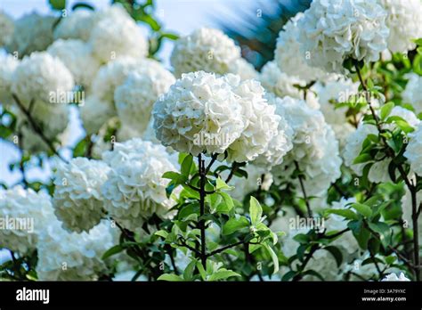 Hydrangea Flowers Burst Into Bloom In Ganzhou City East Chinas